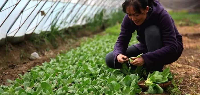 Three Local Organic Beijing Farms That Deliver Right to Your Door