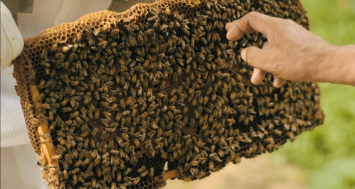 Meet the Teen Beekeeper Who’s Turning Passion Into Impact | jingkids ...